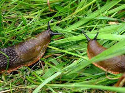 Country Lore: Use Pine Needles as a Slug Repellent – Mother Earth News